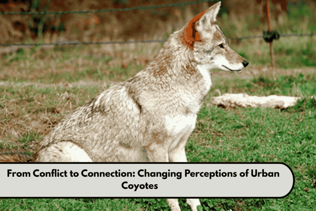 From Conflict to Connection: Changing Perceptions of Urban Coyotes