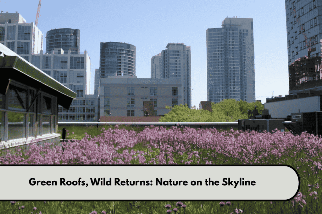 Green Roofs, Wild Returns: Nature on the Skyline