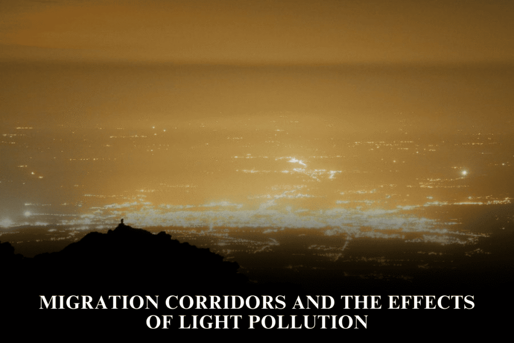 Migration Corridors and the Effects of Light Pollution